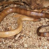 Ikaheka Snake Facts and Pictures
