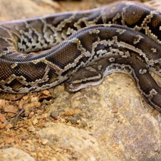 Angolan Python Facts and Pictures