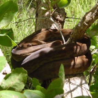 Oenpelli Python Facts and Pictures