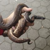 Savu Python Facts and Pictures