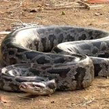 Indian Python Facts and Pictures