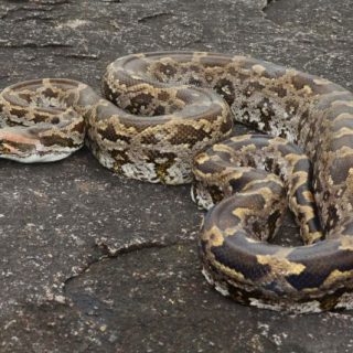 Indian Python Facts and Pictures
