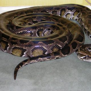 Indian Python Facts and Pictures