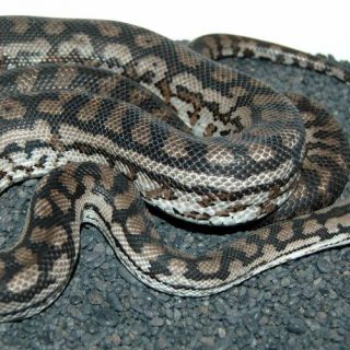 Inland Carpet Python Facts and Pictures