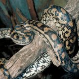 Inland Carpet Python Facts and Pictures