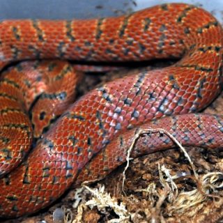 Japanese Forest Rat Snake Facts and Pictures