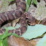 Mamushi Facts and Pictures