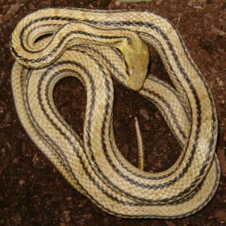 Japanese Striped Snake Facts and Pictures