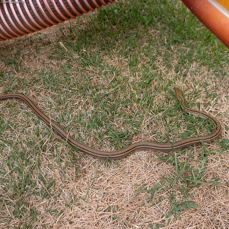 Japanese Striped Snake Facts and Pictures