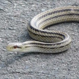 Japanese Striped Snake Facts and Pictures