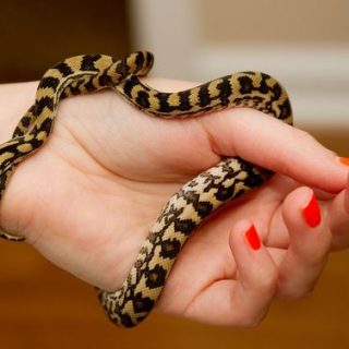 Jungle Carpet Python Facts and Pictures
