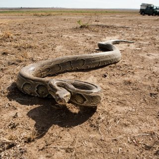 African Rock Python Facts and Pictures