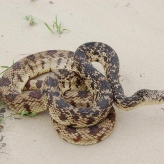 Pine Snake Facts and Pictures