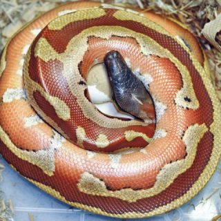 Blood Python Facts and Pictures