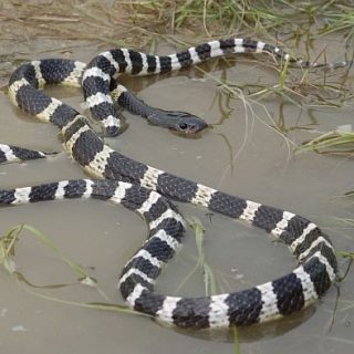 Many-Banded Krait Facts and Pictures