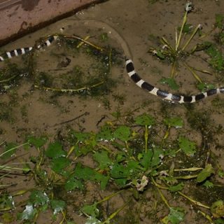 Many-Banded Krait Facts and Pictures