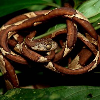 Blunt-Headed Tree Snake Facts and Pictures