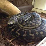 Inland Carpet Python Facts and Pictures