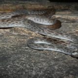 Oenpelli Python Facts and Pictures