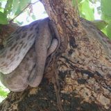 Oenpelli Python Facts and Pictures