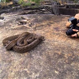 Oenpelli Python Facts and Pictures