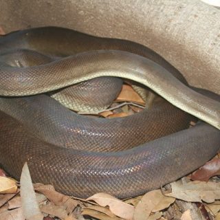 Olive Python Facts and Pictures