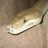 Olive Python Facts and Pictures