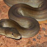 Olive Python Facts and Pictures
