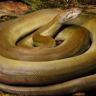 Papuan Python Facts and Pictures