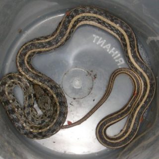 Buff Striped Keelback Facts and Pictures