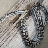 Inland Carpet Python Facts and Pictures
