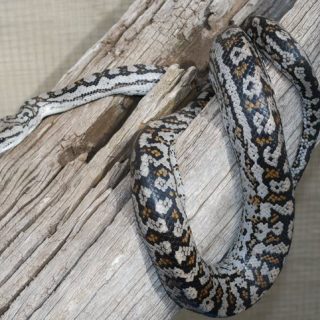 Inland Carpet Python Facts and Pictures