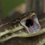 Rough Scaled Python Facts and Pictures