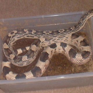 Pine Snake Facts and Pictures