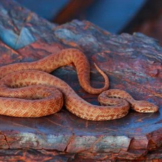 Timor Python Facts and Pictures