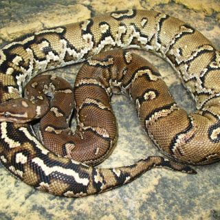 Angolan Python Facts and Pictures