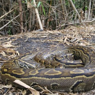 African Rock Python Facts and Pictures