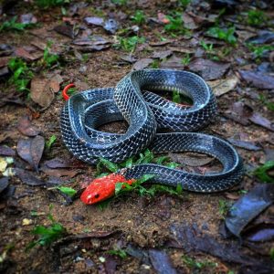 Glossy Snake Facts and Pictures