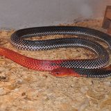 Red-Headed Krait Facts and Pictures