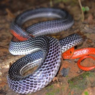 Red-Headed Krait Facts and Pictures