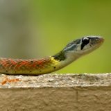 Red-Necked Keelback Facts and Pictures