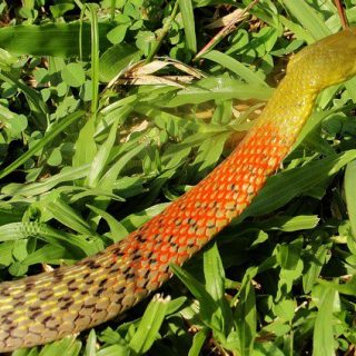 Red-Necked Keelback Facts and Pictures