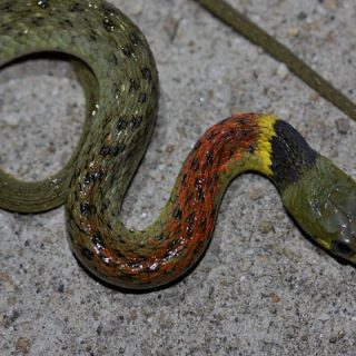 Red-Necked Keelback Facts and Pictures
