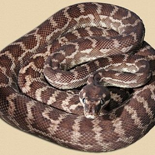Rough Scaled Python Facts and Pictures