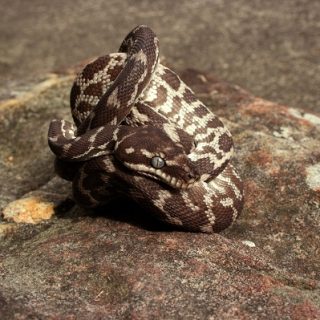 Rough Scaled Python Facts and Pictures