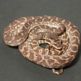 Rough Scaled Python Facts and Pictures