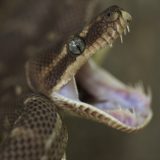 Rough Scaled Python Facts and Pictures