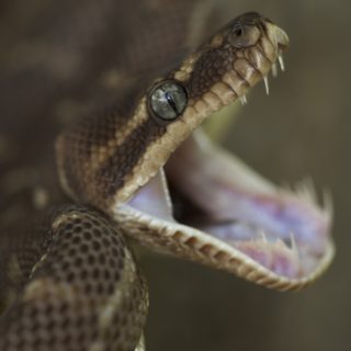 Rough Scaled Python Facts and Pictures