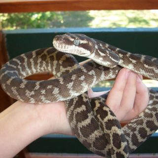 Rough Scaled Python Facts and Pictures