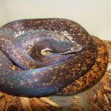 Savu Python Facts and Pictures